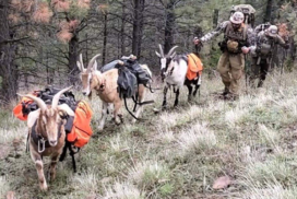 Pack Goats - Tri-State Outfitters